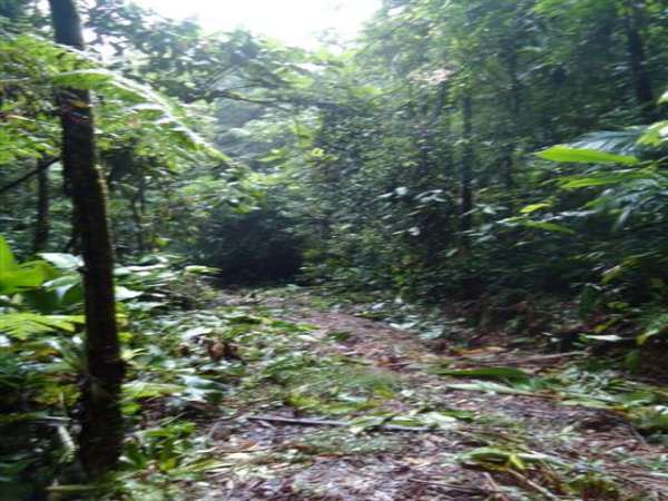 PATO ROCO ::. °||||°